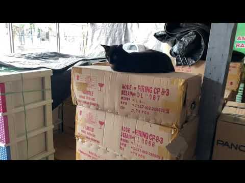 Beng-beng the cat