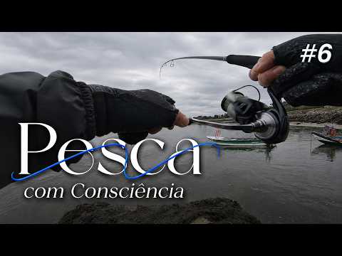 Light shore jigging on a stormy winter morning - Twait Shad/Savelha/Saboga
