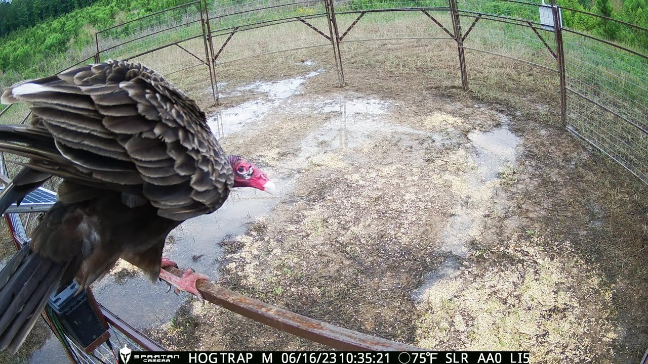 Wild Hog Removal in Alabama - YouTube