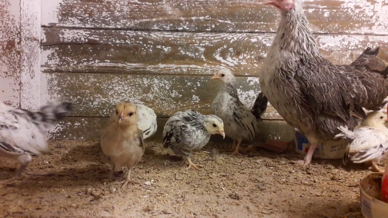 gurk serama civcivlerle.baby serama with mother. serama mit küken - YouTube