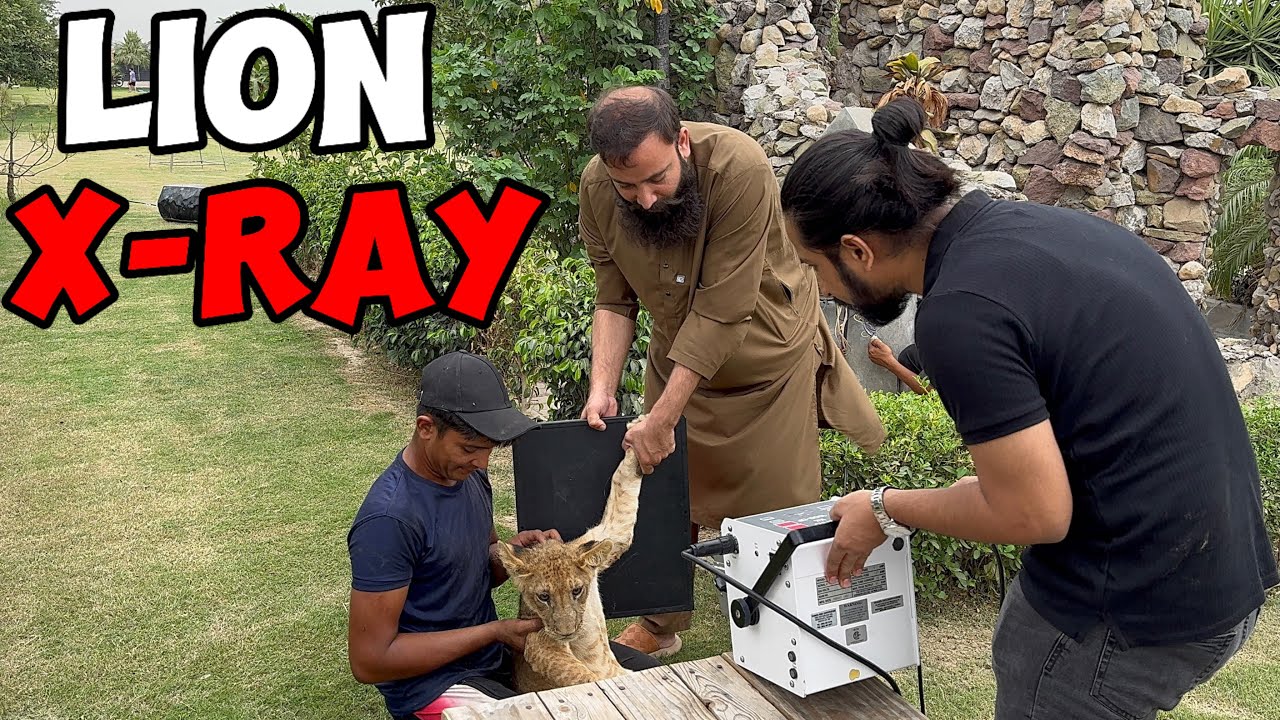 Today Doctor Visit To Check Lion & Tigers 🐅👨‍⚕️🦁😱| Lion Cub Kai X-Ray ...