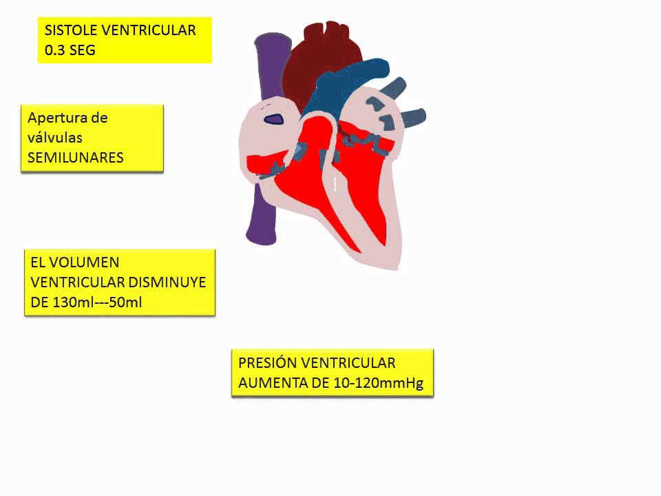CICLO CARDIACO DINamico - YouTube