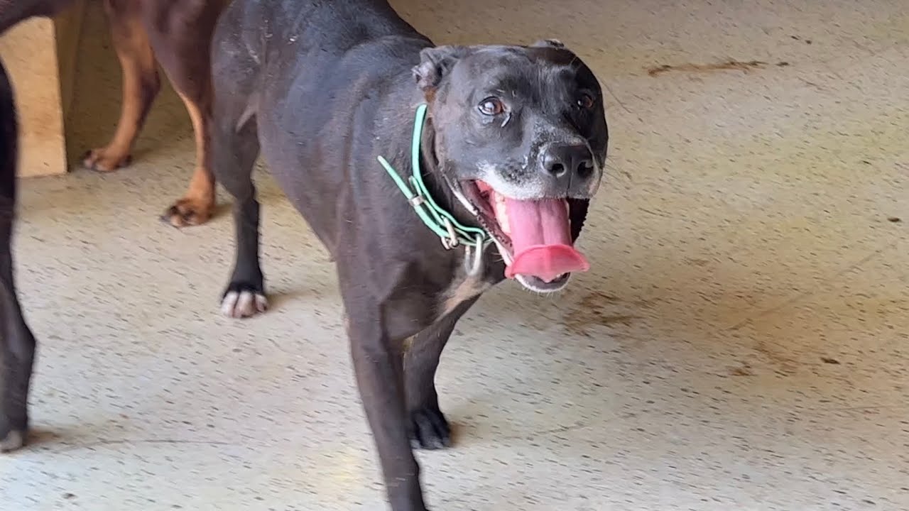 Where’s Shadow | Adopted Rescue Staffordshire Bull Terrier Living her ...