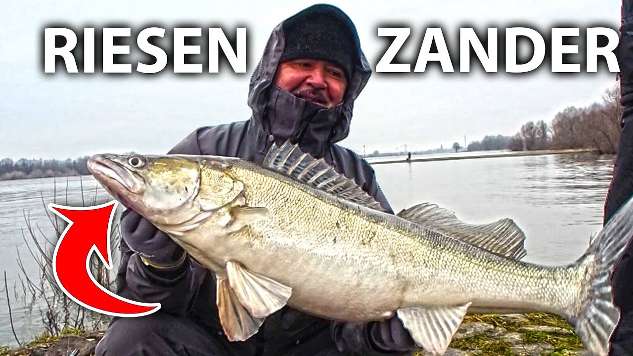 DAS darf NICHT WAHR sein! RIESEN ZANDER FANGEN mit diesen einfachen ...