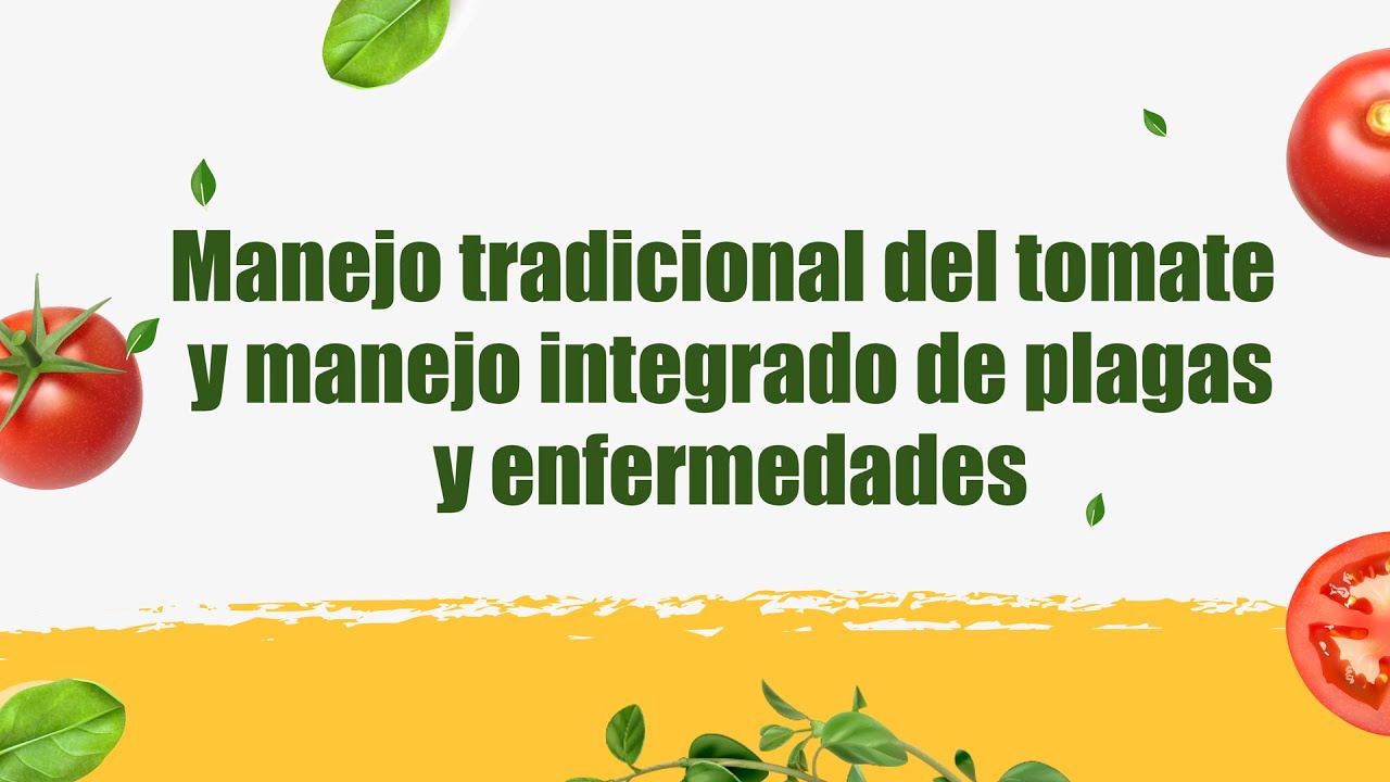 Manejo tradicional del tomate chonto | INVITACIÓN CURSO PRODUCCIÓN ...