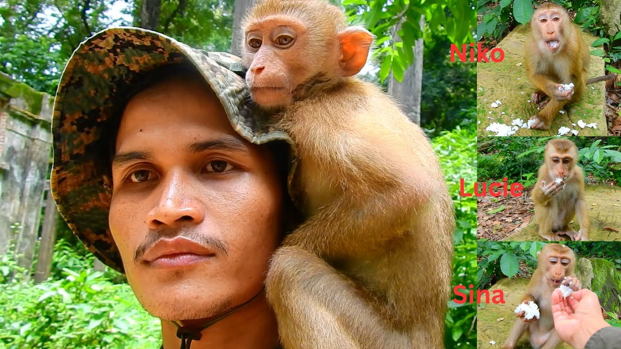 Great Today, I'm Taking Sina to eat rice with monkey Lucie, Monkey Niko, and other monkeys - YouTube