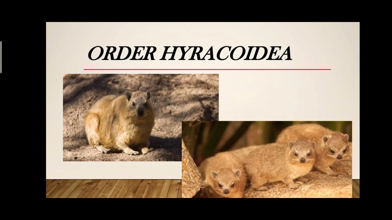 Order Hyracoidea 🐹 - YouTube
