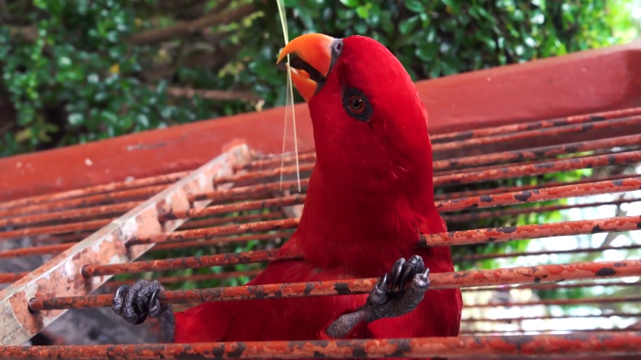 Female Qari 🌹 Women Beautiful Quran recitation || Sura Al-Qamar - YouTube