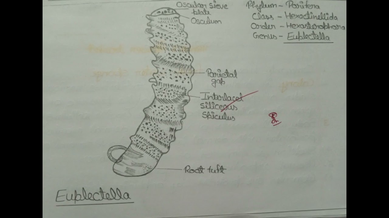 Euplectella diagram (biology - YouTube