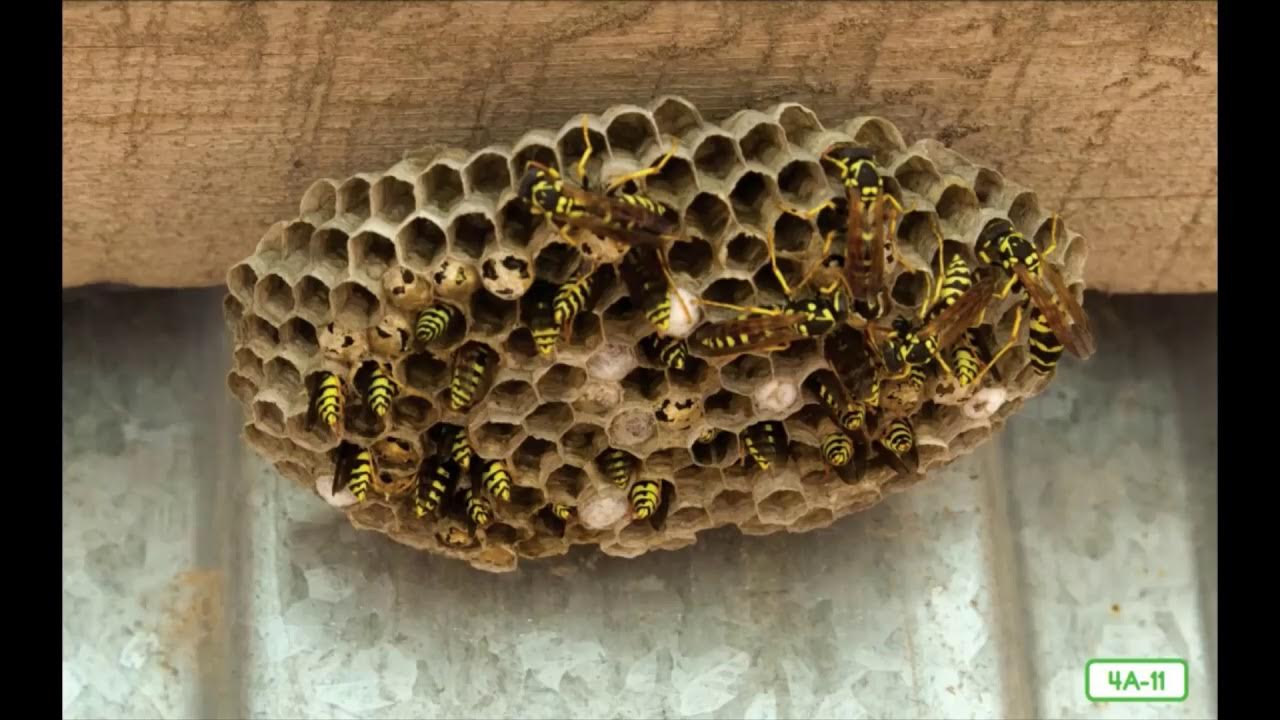 Social Insects: Bees and Wasps - YouTube