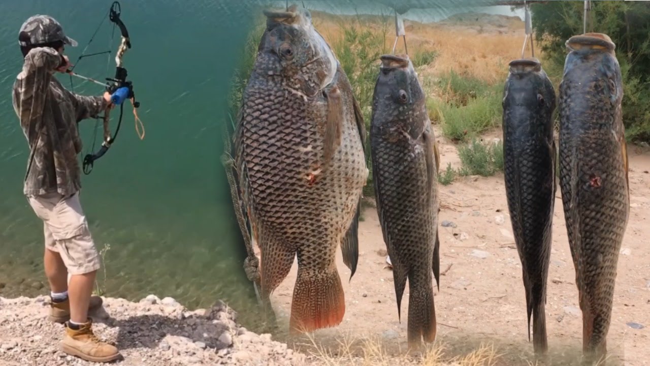 Bowfishing Tilapia and Carp - Tips and Tricks - Best AMS Bowfishing Kit ...