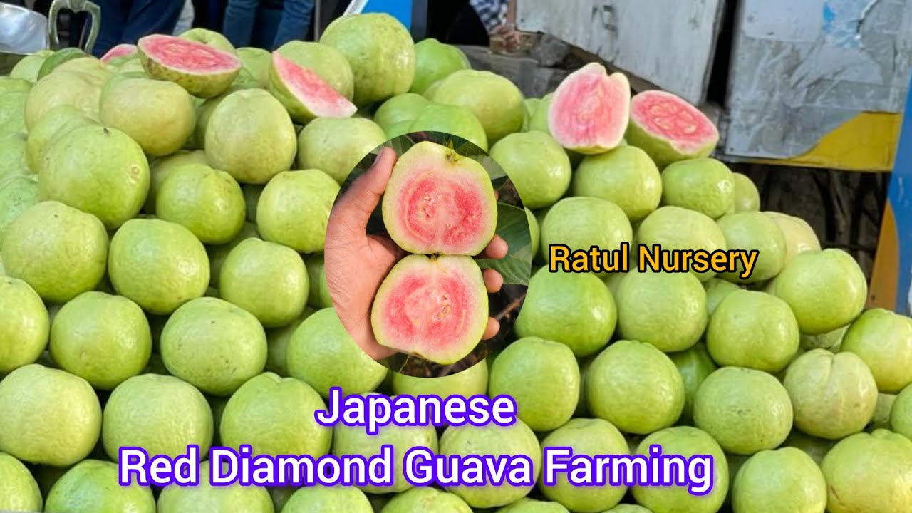 Japanese Red Diamond Guava Farming All types fruits plant wholesale ...
