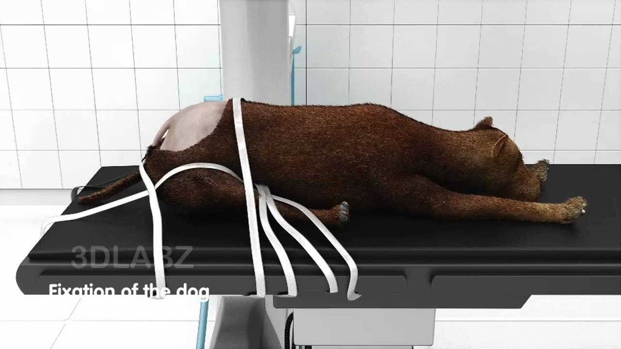 Medical Surgery Animation | MTV implant for Dog lumbosacral disease ...