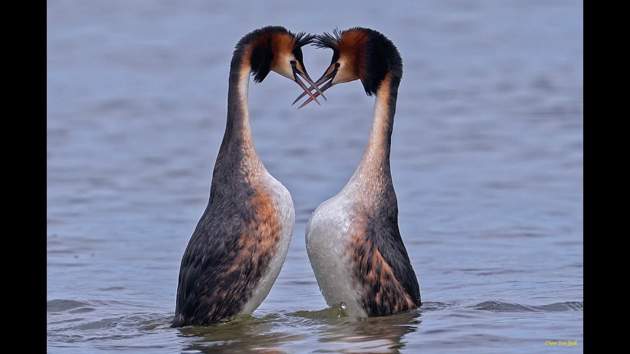 Great Crested Grebe Penguin Dance - YouTube