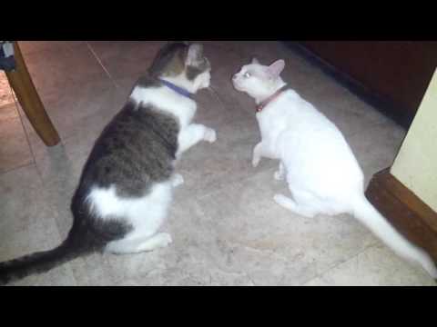 Cat hierarchy and social structure - YouTube