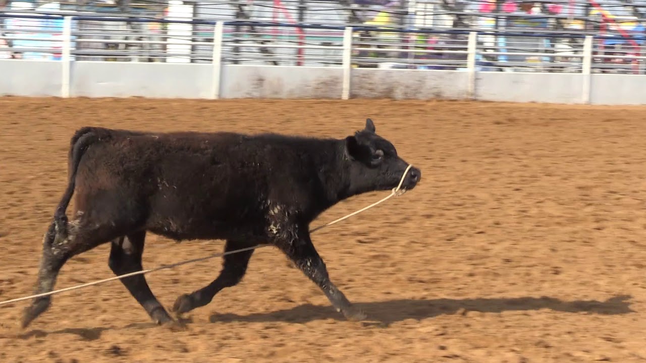 2019, Calf Roping On Foot, Texas Tradition Rodeo - YouTube