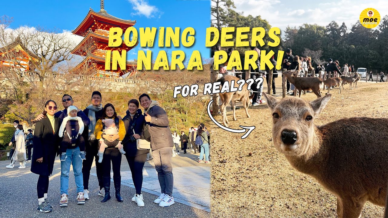 Exploring NARA PARK JAPAN | FULL itinerary Gion District and Nara Park ...
