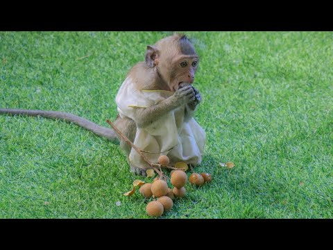 Baby Monkey Jojo Playing And Eating Delicious Fruit On His Play Ground