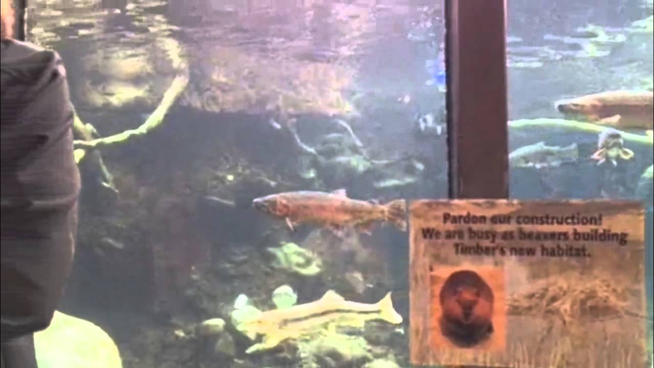 Timber the beaver explores new home - YouTube