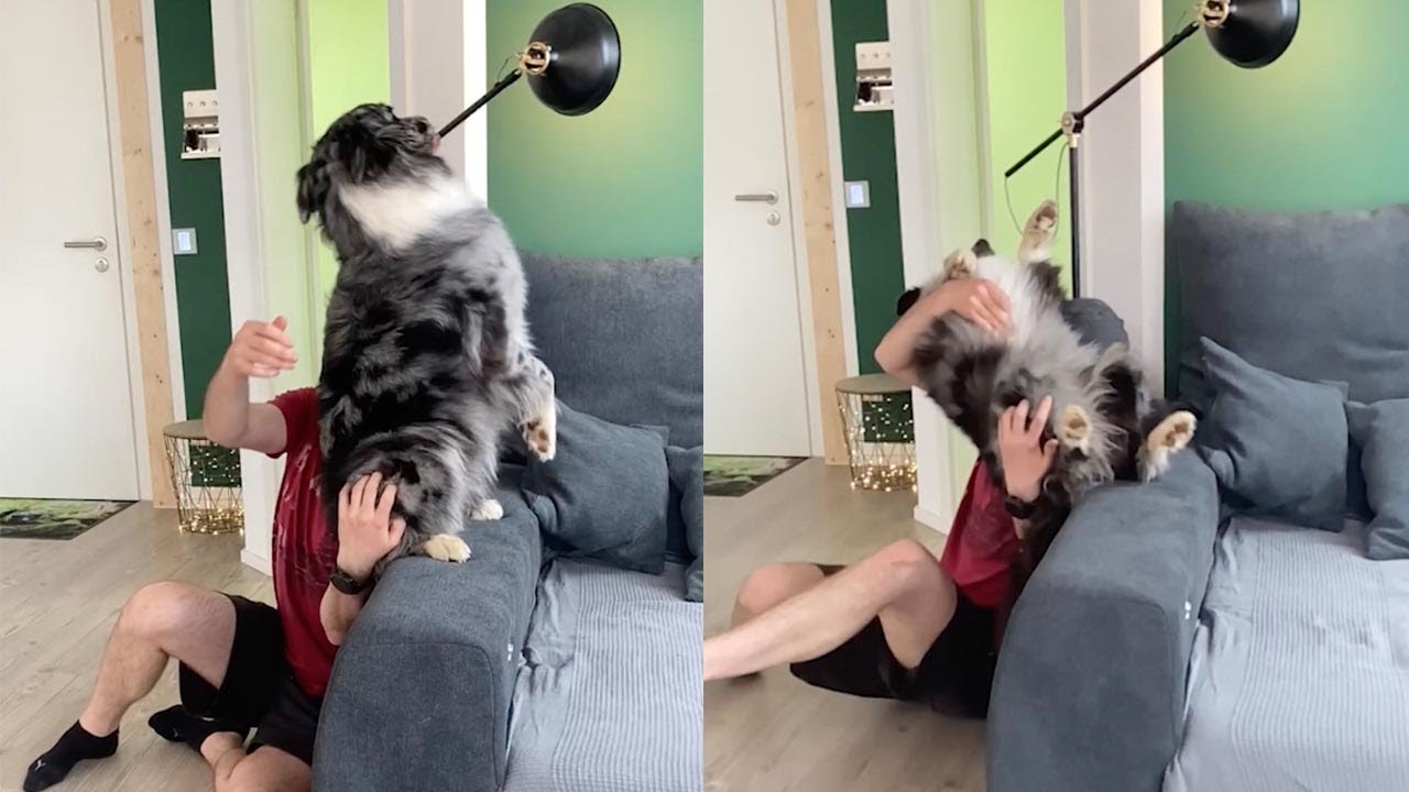 Adorable Pooch Does Trust Falls With His Owner - YouTube