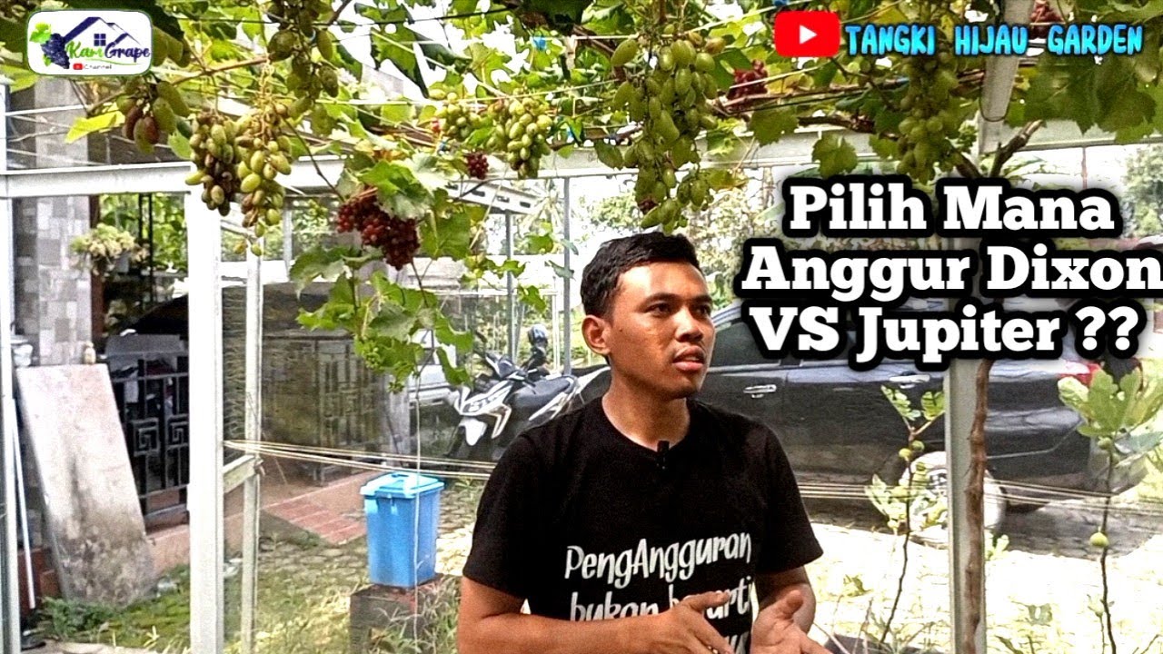 Pilih Mana Anggur Dixon vs Anggur Jupiter ?? || Tangki Hijau Garden ...