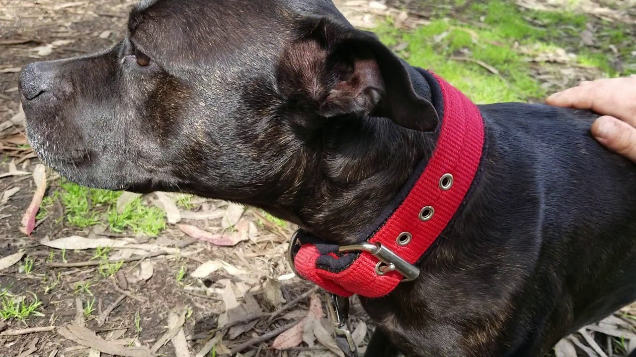 Understanding Your Dog: Visual and Verbal Communication - YouTube