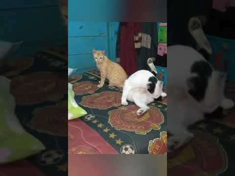 REMBO SI KUCING SUKA TIDUR NGANGKANG