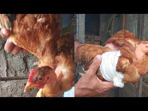 FRANGO COM A ASA QUEBRADA,TRATAMENTO EFICAZ