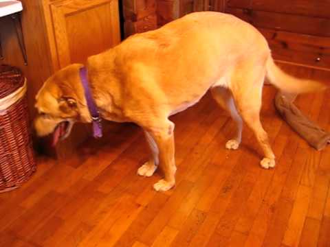 Neurologic deficit-rear legs, Golden Retriever - YouTube
