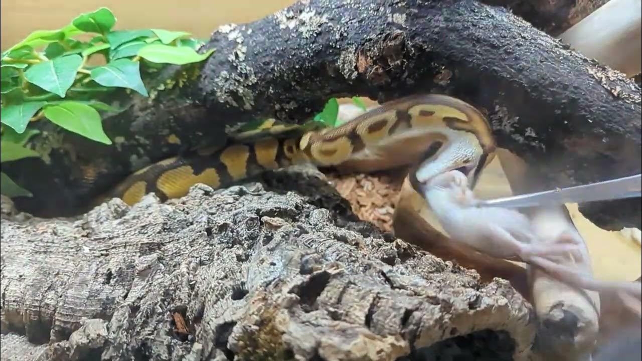 SlowMo Lilith the Ball Python Strike Feeding - YouTube