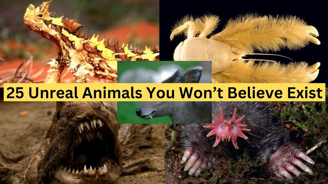 25 Unreal Existing Animals #Unreal #animals #rarepictures - YouTube