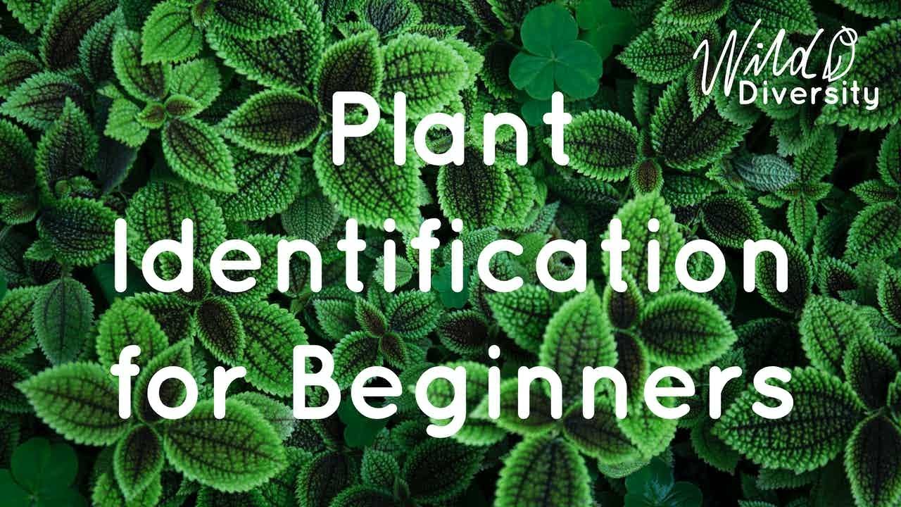 Plant Identification for Beginners - YouTube