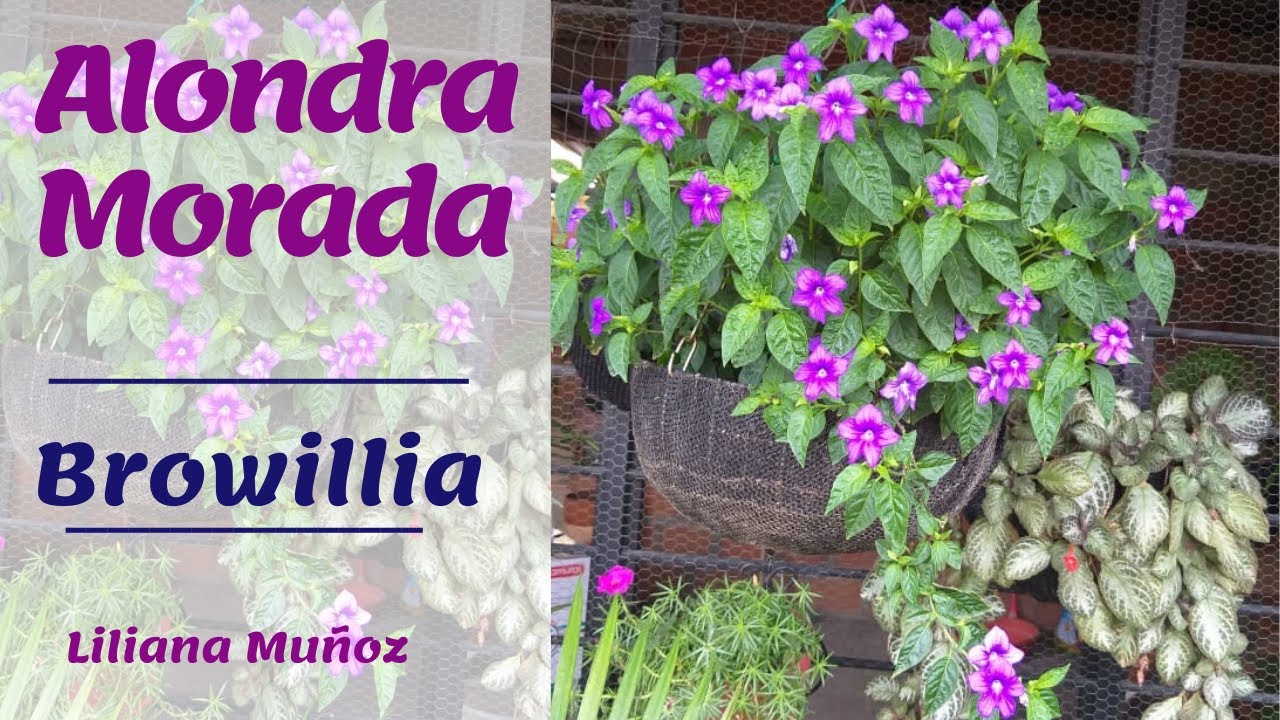 Alondra, Browillia de flor morada / Liliana Muñoz - YouTube