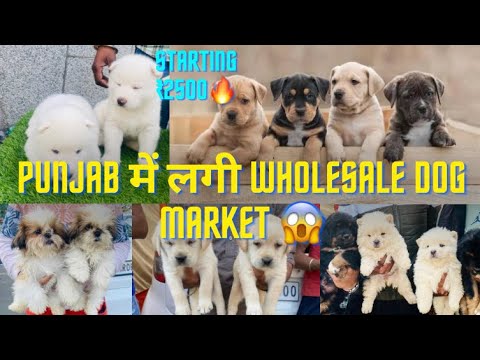 Punjab में लगी Wholesale Dog Market 😱 बहुत सस्ते में मिलते है Dogs ...