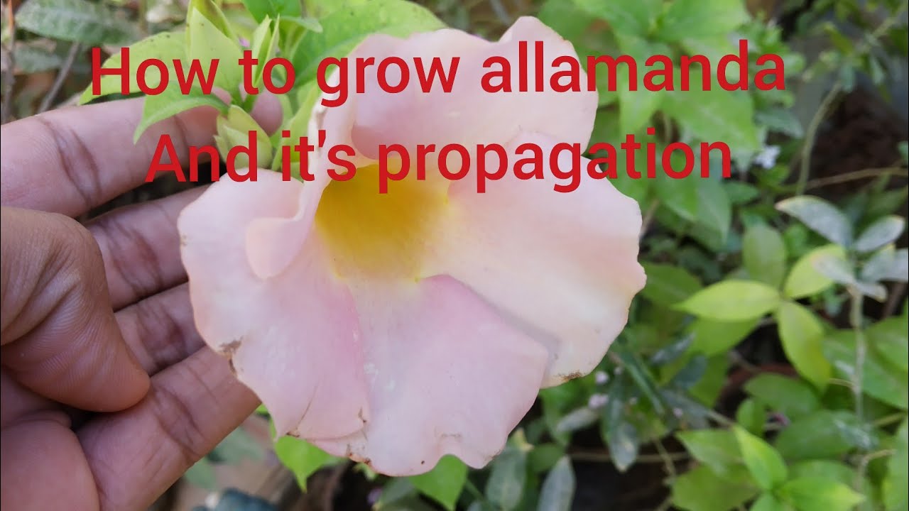 How to grow allamanda plant and it's propagation easily care tips and ...