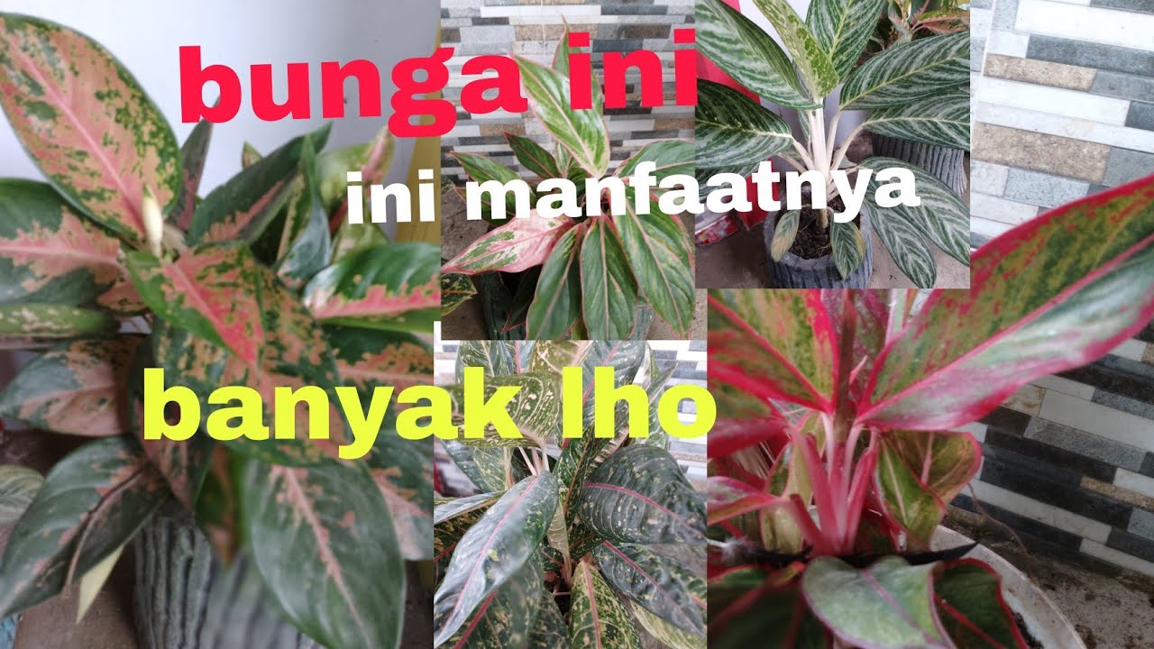 BERMACAM MACAM BUNGA AGLOUNEMA - YouTube