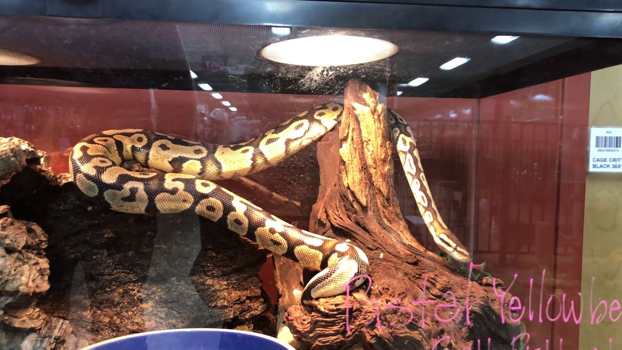 Snake 🐍 Ball Python Yellowbelly - YouTube