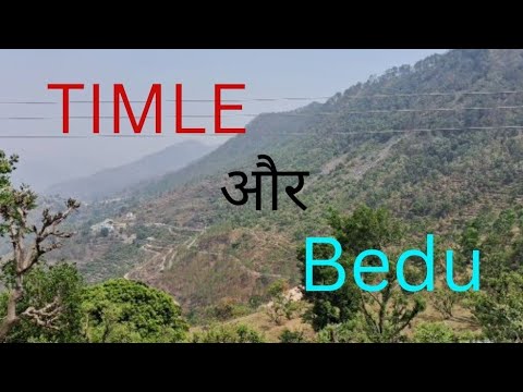 Pahadi Fruit Timle Or Bedu || Fruits Of Pahad Timle And Bedu ...