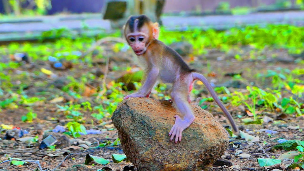 A Monkey Little Baby SABA Is Very Adorable _Mommy SARIK Always Gave ...