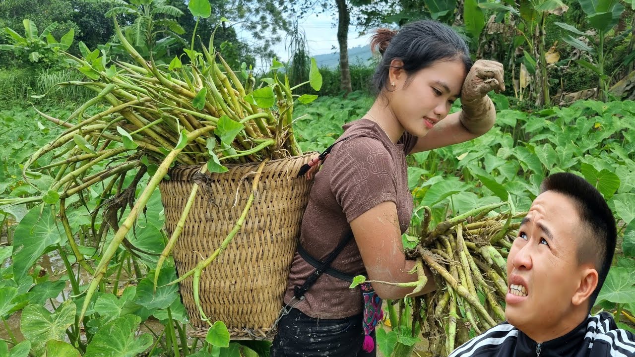 Harvesting Taro Roots to sell at the market - Cooking Dishes From Taro ...