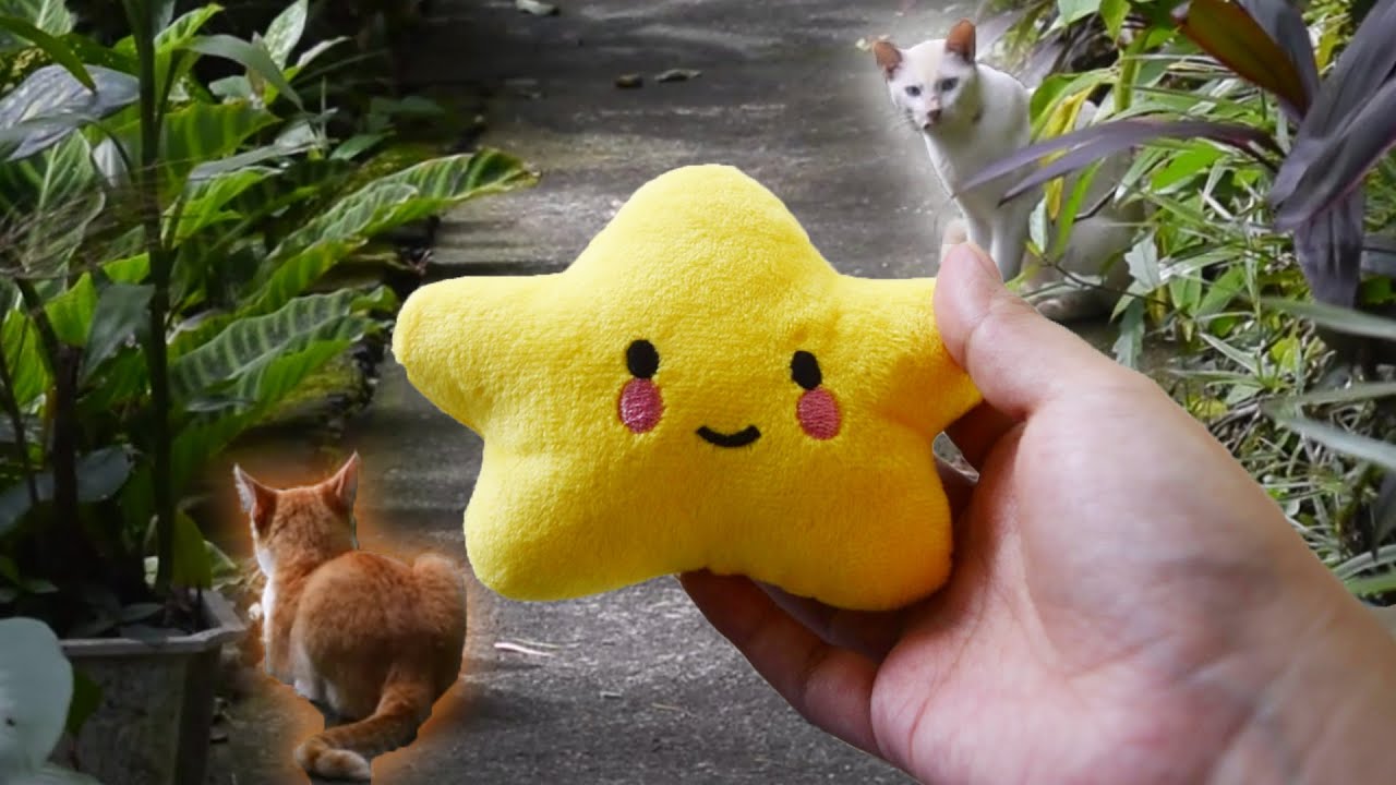 New toy for Kitty! Stray cat visits | Daily Catventures - YouTube