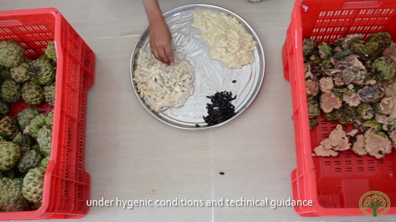 Custard Apple pulp processing intervention in tribal belt of india ...