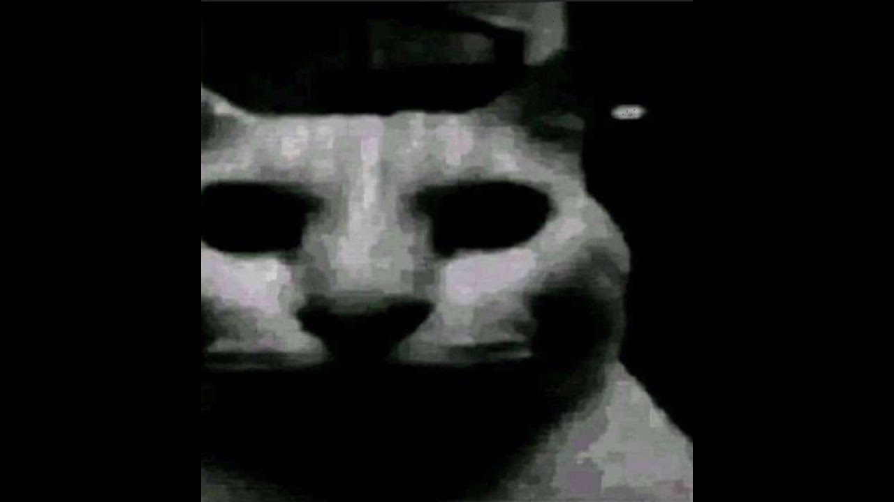 Uncanny Cat - YouTube