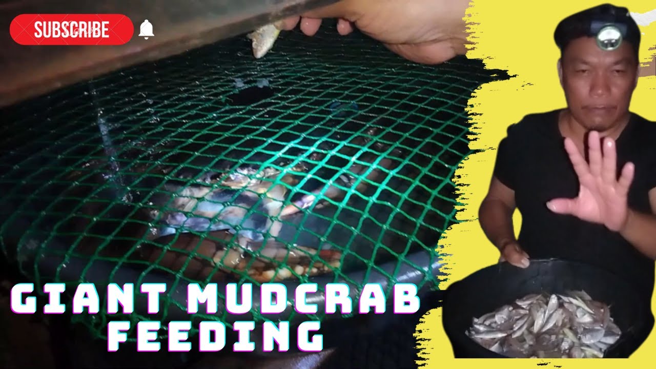 PAANO ANG PAGPAPAKAIN SA ATING MGA GIANT MUD CRABS? (Effective crab ...