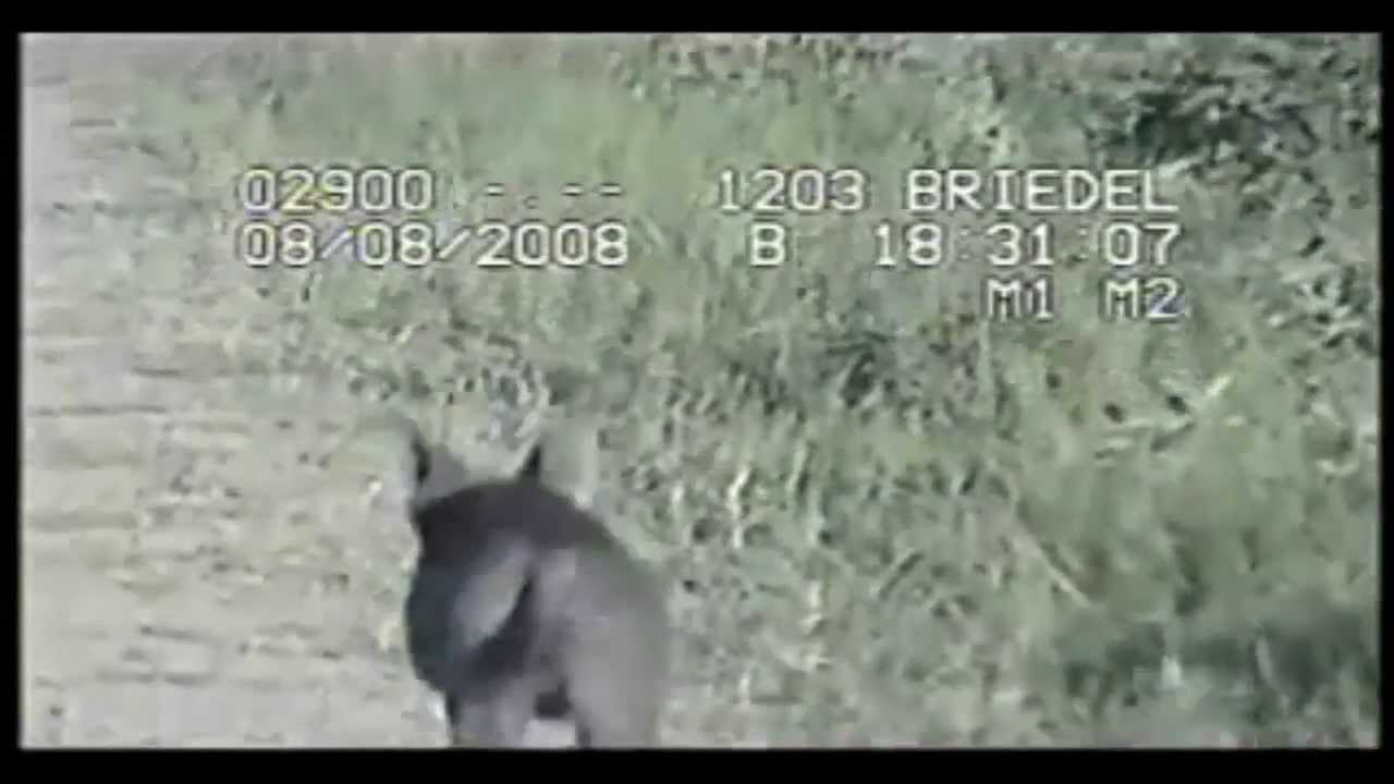 Real Chupacabra Sighting Caught On Tape [HD] - YouTube