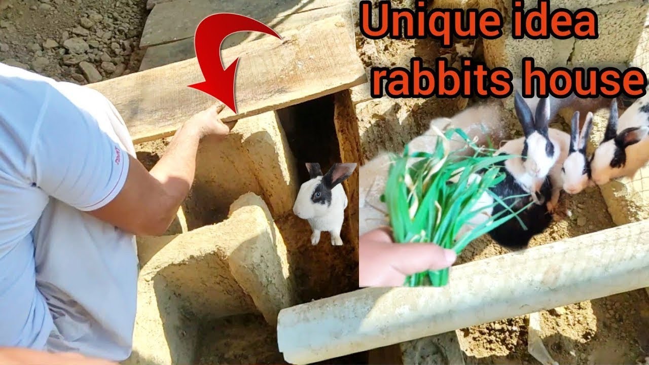 How to make unique rabbits house 🏡 - YouTube