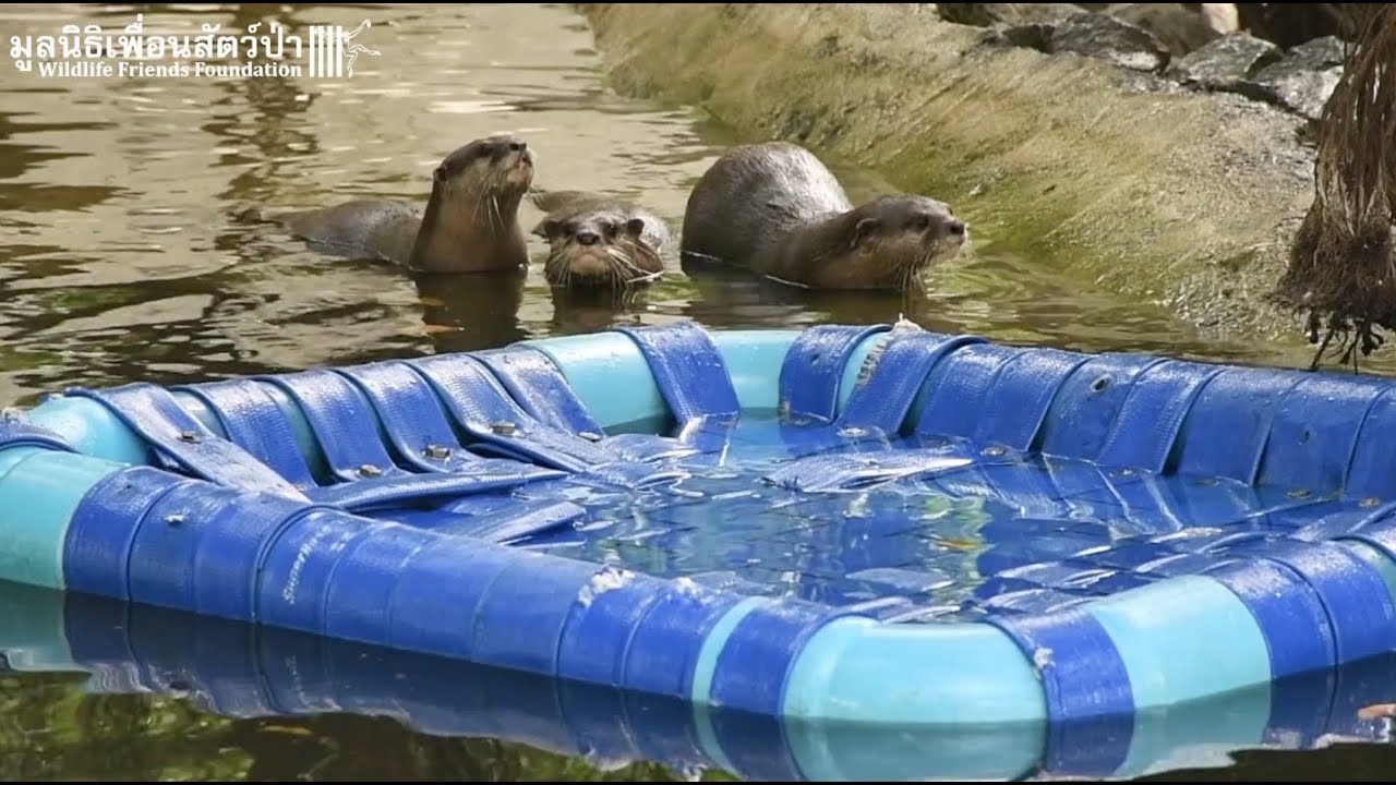 An Otter Raft - YouTube