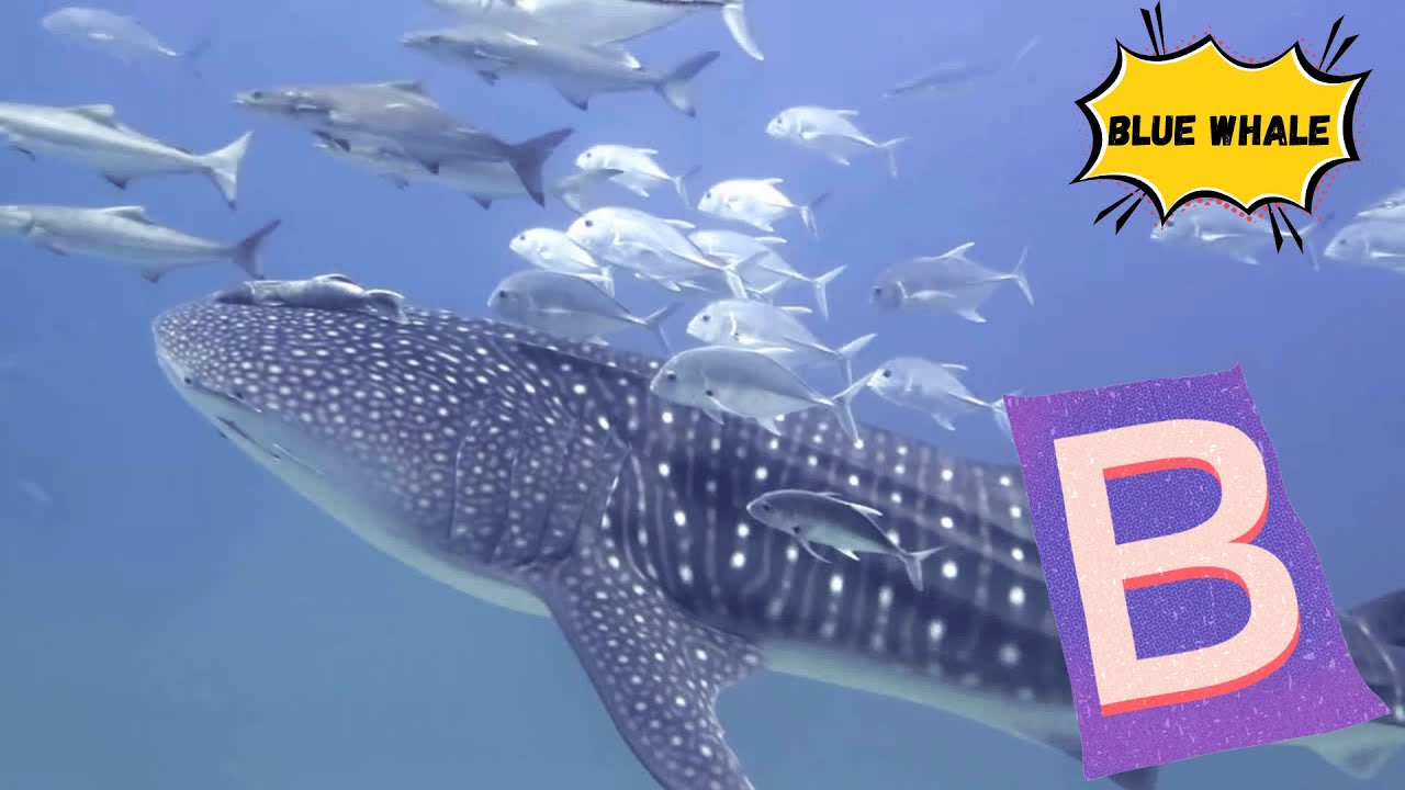 ABCs of the Deep Blue Sea | Learn About Ocean Animals! 🐠 | #abcd #kids ...