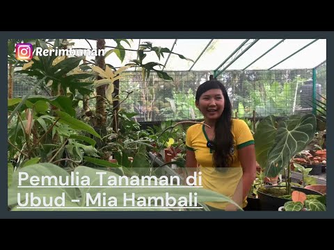 Pemulia Tanaman Hias di Ubud Bali - Mia Hambali