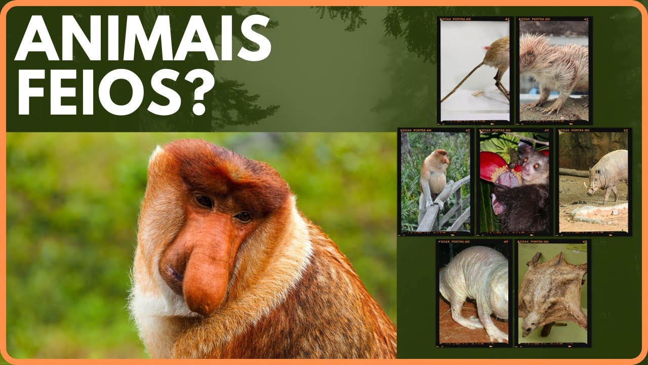 "Os 11 animais mais feios do mundo - conheça suas características ...
